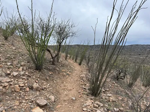 Best Bird Watching Trails in Rio Rico | AllTrails