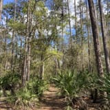 Starkey Park Nature Trail, Florida - 192 Reviews, Map | AllTrails