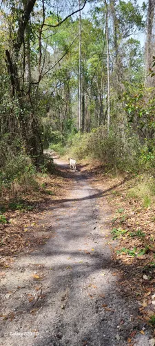 Best Hikes and Trails in Bulls Bay Preserve | AllTrails