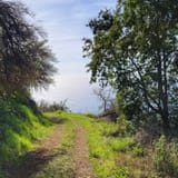 Tanbark Trail and Tin House Loop, California - 1,271 Reviews, Map ...