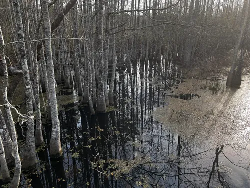 Best Hikes and Trails in Debbie Lightsey Nature Park | AllTrails