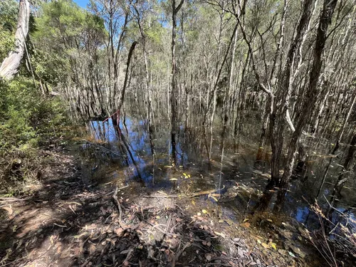 Best Hikes and Trails in Lake Tyers State Park | AllTrails