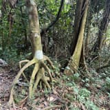 Angelito Trail, East Region, Puerto Rico - 656 Reviews, Map | AllTrails