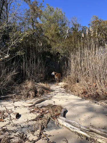Best Hikes and Trails in Myrtle Point Park | AllTrails