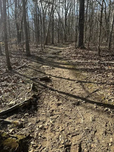 Best Hikes and Trails in Webb Mountain Discovery Zone | AllTrails