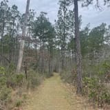 Pitcher Plant Trail, Texas - 239 Reviews, Map | AllTrails