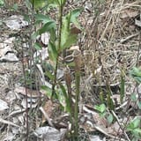 Pitcher Plant Trail, Texas - 239 Reviews, Map | AllTrails