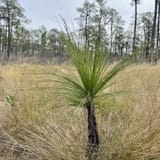 Green Swamp Preserve, North Carolina - 204 Reviews, Map | AllTrails