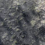 Stemler Cave Woods Interpretive Long Trail, Illinois - 440 Reviews, Map ...