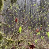 Maple and Wildwood Loop, Oregon - 797 Reviews, Map | AllTrails