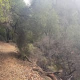 Morgan Trail, California - 536 Reviews, Map | AllTrails