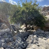 Samar Trail: Jabal Jais, Ras al-Khaimah, United Arab Emirates - 115 ...