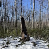 Cold Spring Rausch Gap Loop, Pennsylvania - 301 Reviews, Map | AllTrails