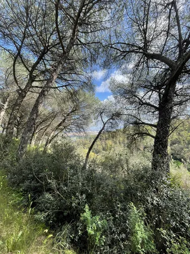 Best Lake Trails in Monsanto Forest Park | AllTrails