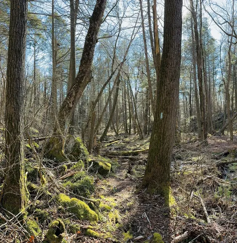 Best Hikes and Trails in Arcadia Forest | AllTrails