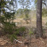 Cape Henry Trail, Virginia - 553 Reviews, Map | AllTrails