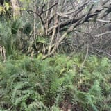 Brevard Zoo Linear Park Trail, Florida - 831 Reviews, Map | AllTrails