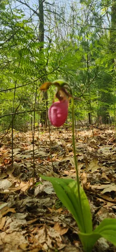 Best Hikes and Trails in Port Sheldon Natural Area | AllTrails