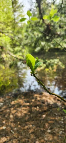 Best Hikes and Trails in Port Sheldon Natural Area | AllTrails