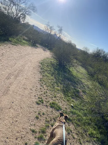 Best Hikes and Trails in Arthur Pack Regional Park | AllTrails