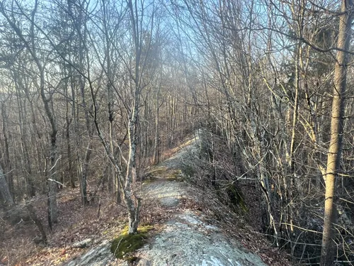 Best Hikes and Trails in Thomas and Palmer Brook Reserve | AllTrails