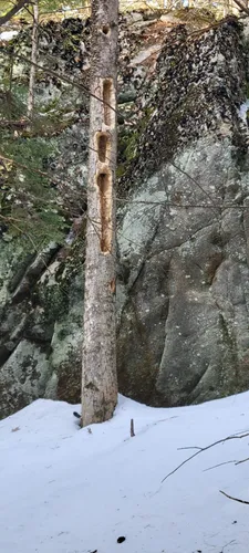 Best Hikes and Trails in Meredith Community Forest | AllTrails