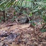 Lata Gapi Waterfall, Selangor, Malaysia - 240 Reviews, Map | AllTrails