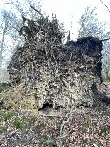 Best Hikes and Trails in Ashdown Forest | AllTrails