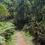 Taggerty River Lookout Loop, Victoria, Australia - 67 Reviews, Map ...