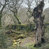 Arthog Waterfalls Circular, Gwynedd, Wales - 23 Reviews, Map | AllTrails
