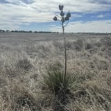 Lubbock Lake National Historic Landmark Loop, Texas - 172 Reviews, Map ...