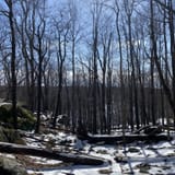 Pine Swamp Loop, New York - 1,220 Reviews, Map | AllTrails