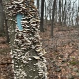 Giuffrida Park Loop, Connecticut - 1,627 Reviews, Map | AllTrails