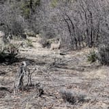 Fatmans Loop Trail, Arizona - 5,013 Reviews, Map | AllTrails