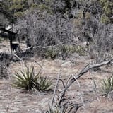 Fatmans Loop Trail, Arizona - 5,013 Reviews, Map | AllTrails