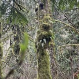 Chuckanut Falls, Washington - 618 Reviews, Map | AllTrails