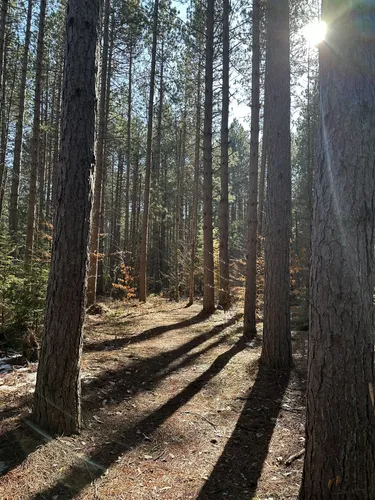 Best Wheelchair Friendly Trails in Hartwick Pines State Park | AllTrails