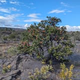 Kau Desert Footprints Trail, Hawaii, Hawaii - 180 Reviews, Map | AllTrails