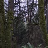 Sword Fern and Highline Trail, Washington - 224 Reviews, Map | AllTrails