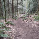 Sword Fern and Highline Trail, Washington - 224 Reviews, Map | AllTrails
