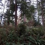 Sword Fern and Highline Trail, Washington - 224 Reviews, Map | AllTrails