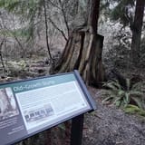 Sword Fern and Highline Trail, Washington - 224 Reviews, Map | AllTrails
