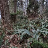 Sword Fern and Highline Trail, Washington - 224 Reviews, Map | AllTrails