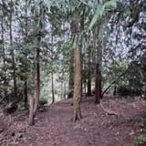 Sword Fern and Highline Trail, Washington - 224 Reviews, Map | AllTrails