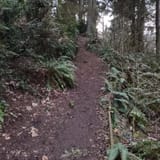 Sword Fern and Highline Trail, Washington - 224 Reviews, Map | AllTrails