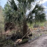 Guana Trail, Marshview Lane, and Shellbluff Road, Florida - 286 Reviews ...
