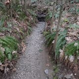 Sword Fern and Highline Trail, Washington - 224 Reviews, Map | AllTrails