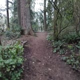 Sword Fern and Highline Trail, Washington - 226 Reviews, Map | AllTrails