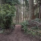 Sword Fern and Highline Trail, Washington - 226 Reviews, Map | AllTrails