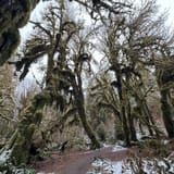 Hall of Mosses Trail, Washington - 5,297 Reviews, Map | AllTrails